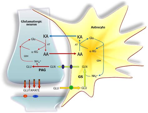 Glutamate Metabolism In The Brain Focusing On Astrocytes Abstract