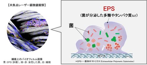落としきれずに肥大化した衣類のバイオフィルム新洗浄技術を開発 －花王 株式会社｜btobプラットフォーム 業界チャネル