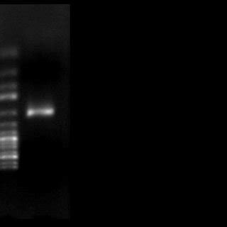 Effect Of The Cultivation Period On The Protease Activity From Bacillus