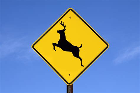 5 Tips To Avoid Wildlife Collisions Truck News
