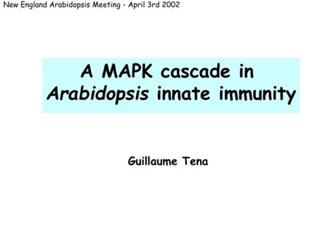 A Mapk Cascade In Arabidopsis Innate Immunity