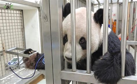 大熊猫“团团”遗体将被做成标本，台北动物园：“圆圆”情况非常正常台湾来源新闻