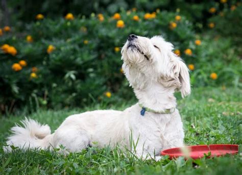 Infection Fongique Chez Le Chien Cryptococcose Animaux Wiki