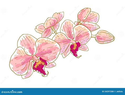 分行兰花 向量例证 插画 包括有 粉红色 要素 图画 经典 分级显示 特写镜头 看板卡 背包 24297288