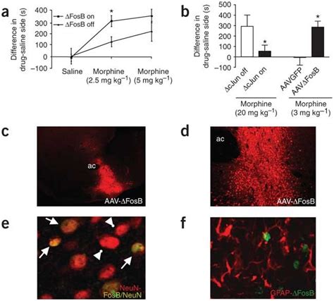 An Essential Role For Δfosb In The Nucleus Accumbens In Morphine Action