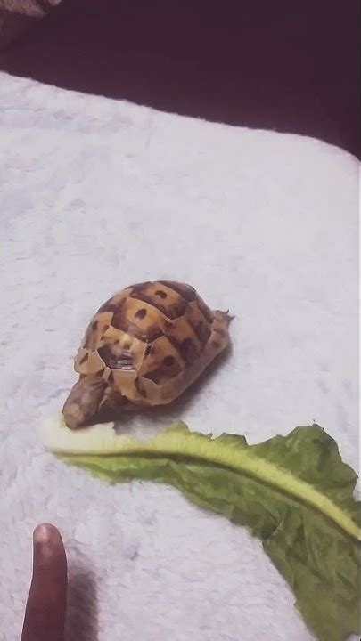 السلحفا سبحان الله ♥♥🐢🐢 Youtube