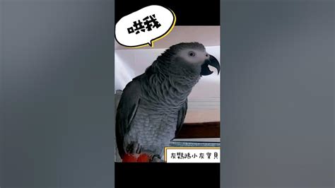 灰鸚鵡小灰寶貝說：新年快樂恭喜發財～哄我咻咻～呷芭樂蓮霧波羅蜜🤭小灰寶貝parrot 灰鸚鵡愛說話 灰鸚鵡愛講話 灰鸚鵡小灰 灰鸚鵡