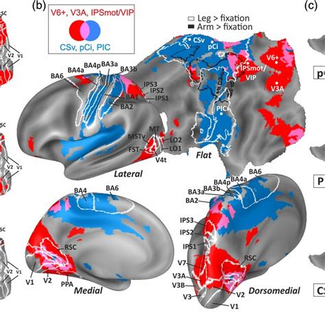 Functional Connectivity Maps Of Egomotion‐related Rois Functional Download Scientific Diagram