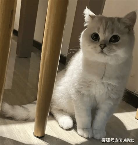猫咪“认主”的8大表现，出现3种以上，说明你“养熟”了！主人主动人类