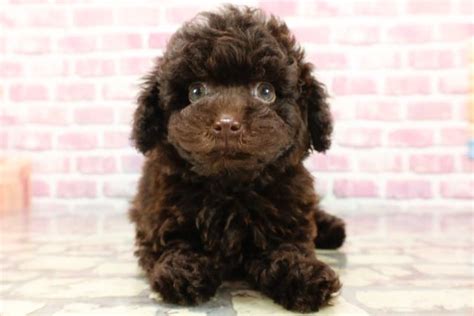 恵比寿駅東京都のペットショップを探す子犬や子猫探しならpetmi