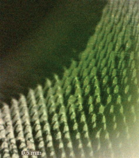 Microscopy Image Of The DLP Printed Components Showing The Voxel Effect