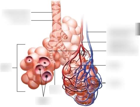 Lung Lab Exam Labeling Diagram Quizlet