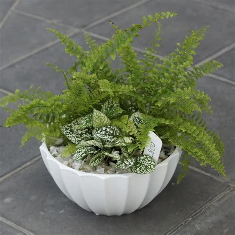 Композиция в кашпо Живые растения в Москве купить по цене 2800 Rub Цветы в горшках в Цветы и