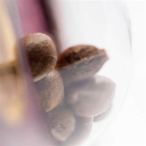 Super Skunk Sensi Seeds Semilla Marihuana Top Y Producci N Xxl