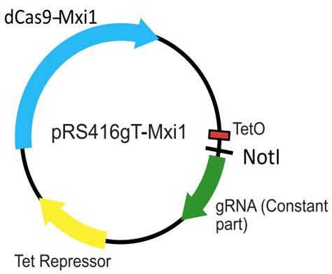 Guide Design Rules For Crispr Interference In Saccharomyces Cerevisiae