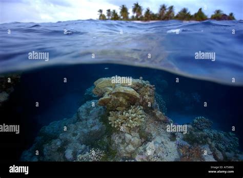 Split Image Of Pristine Coral Reef And Island Rongelap Marshall Islands