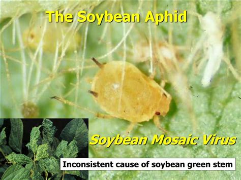 Ppt Green Stem Syndrome In Soybean Powerpoint Presentation Free