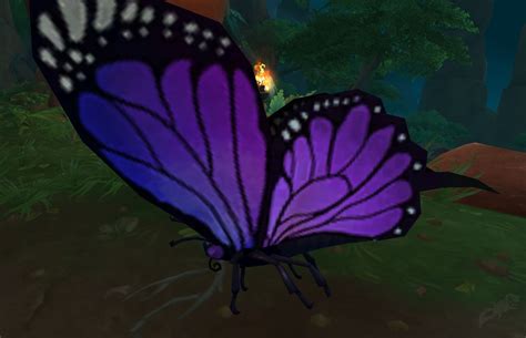 Butterfly Wow Facts At Andrew Leichhardt Blog