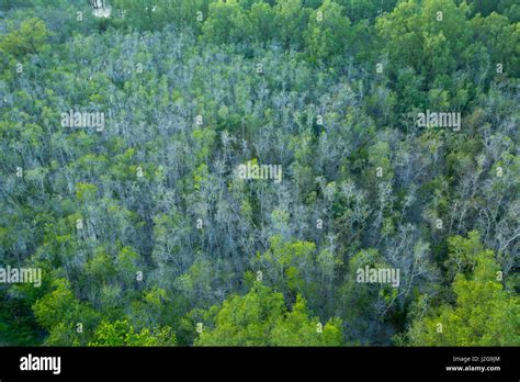 Aerial View Of The Sundarbans A Unesco World Heritage Site And A