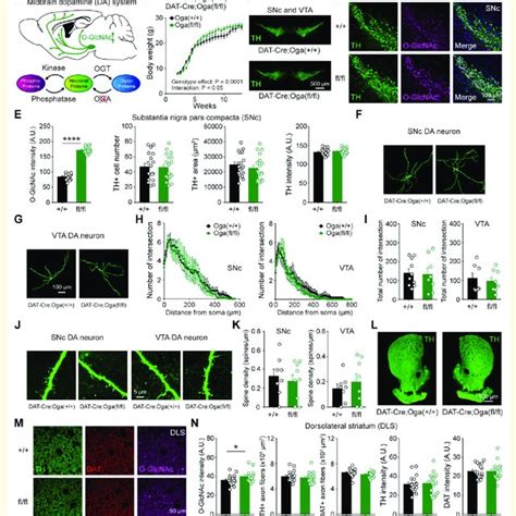 Elevated O Glcnacylation Facilitates Synaptic Transmission At Dopamine