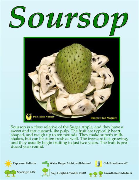 Can Soursop Guanabana Help Get Rid Of Cancer
