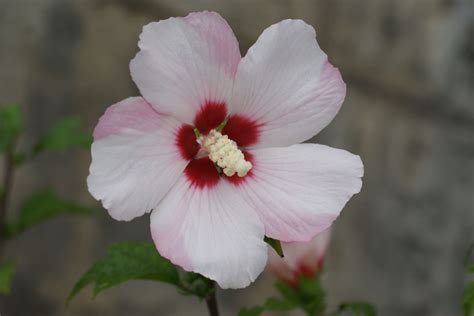 칠보아사달 아사달계 무궁화 10품종 무궁화연대