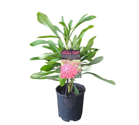 Telopea Essies T 140mm The Garden Feast