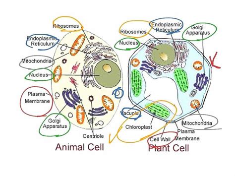 Label The Parts Of An Animal Cell Worksheet Answer Key Printable