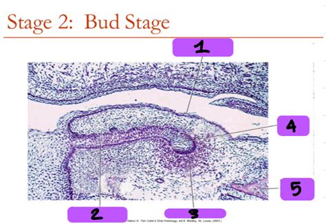 Stage 2 Bud Stage Diagram Quizlet