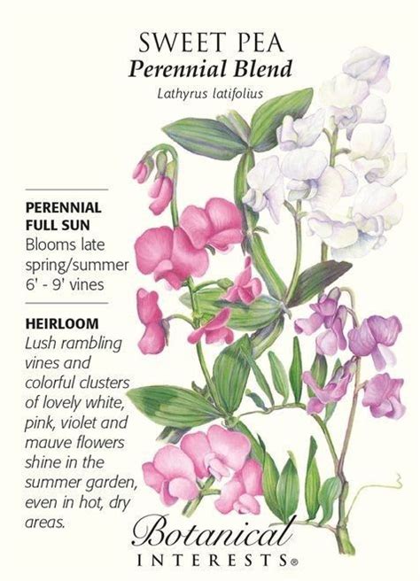 Knee Hi Blend Sweet Pea Seeds 3 Grams Annual Artofit
