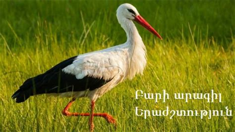 «ԲԱՐԻ ԱՐԱԳԻԼ երաժշտություն մինուս «bari Aragil Erajshtutyun Minus
