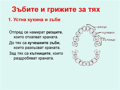 Какво знаем за храносмилателната система Какви са нейните части Ppt