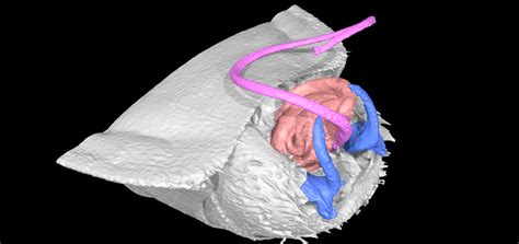 Digital Morphology Oxford University Museum Of Natural History