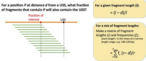 rrresearch input dna fragment sizes and shape of uptake peaks