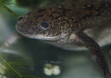 Common Herbicide Causes A Sex Change In Frogs