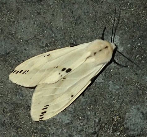 東京23区内の虫 2 セスジヒトリ