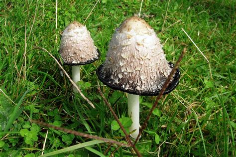 Cromushrooms Coprinus Comatus