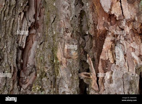 The Bark Of A Western Larch Tree Larix Occidentalis Along The