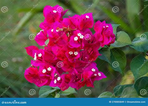 Tiny White Flowers Inside Pink Modified Leaves Called Bracts Of