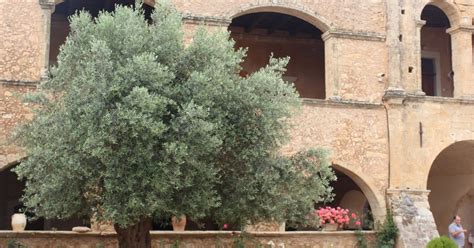 Tour Privato Dell Olio D Oliva A Chania Degustazione Dell Olio E Tour