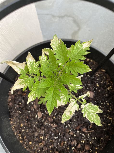 8 Week Cherry Tomato Leaf Discoloration Zone 7a Balcony Any Idea Of