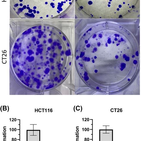 Colony Formation Assay A Treating Hct116 And Ct26 Cells With Ic50