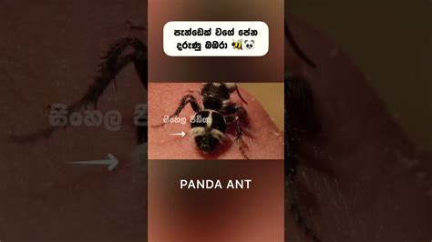 පැන්ඩෙක් වගේ බඹරෙක් 🐝😳🐼 Youtube
