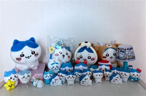 하얗고 파란 하치들💙🤍 콜리colley