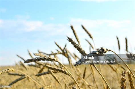 햇볕에 황금색조가 있는 잘 익은 밀이 있는 들판의 전경 여름 수확 농장 밀가루 빵 및 빵집 제품의 생산 농업 풍경 성장하는 작물