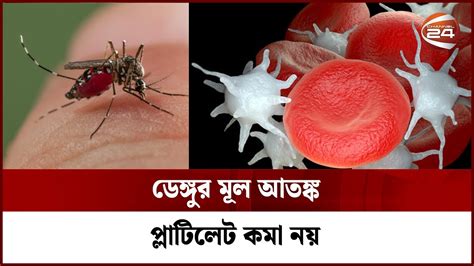 ডেঙ্গুর মূল আতঙ্ক প্লাটিলেট কমা নয় বরং অন্যকিছু Dengue Platelet