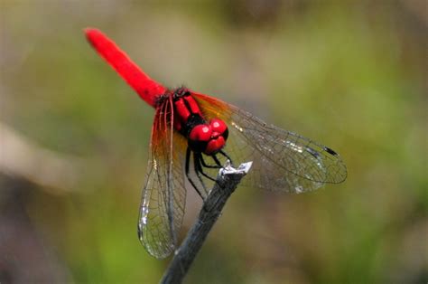 ハッチョウトンボ 青森県野辺地町 JAZZの普段着写眞館