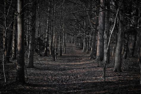 Creepy Forest Wallpaper 66 Images
