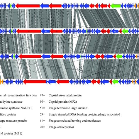 Staphylococcus Aureus Strain S33 R 16s Ribosomal Rna Complete Sequence Download Scientific
