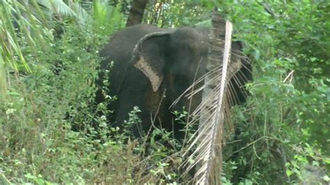 ආක්‍රමණික ශාක වන අලි ගම් වැදීමට හේතුවක් Bbc News සිංහල
